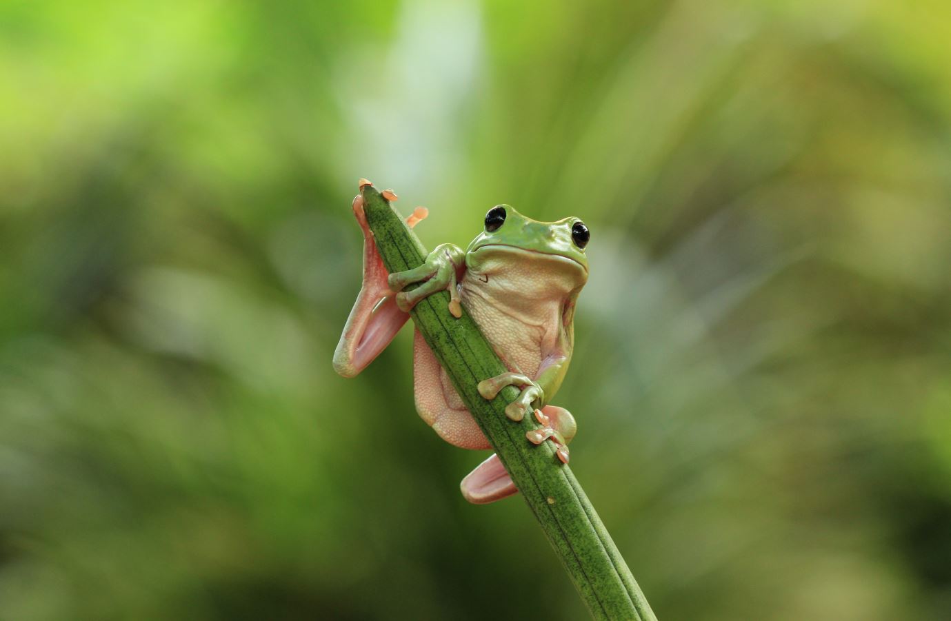 Murder she wrote… help needed in the case of the dying frogs | Northern ...