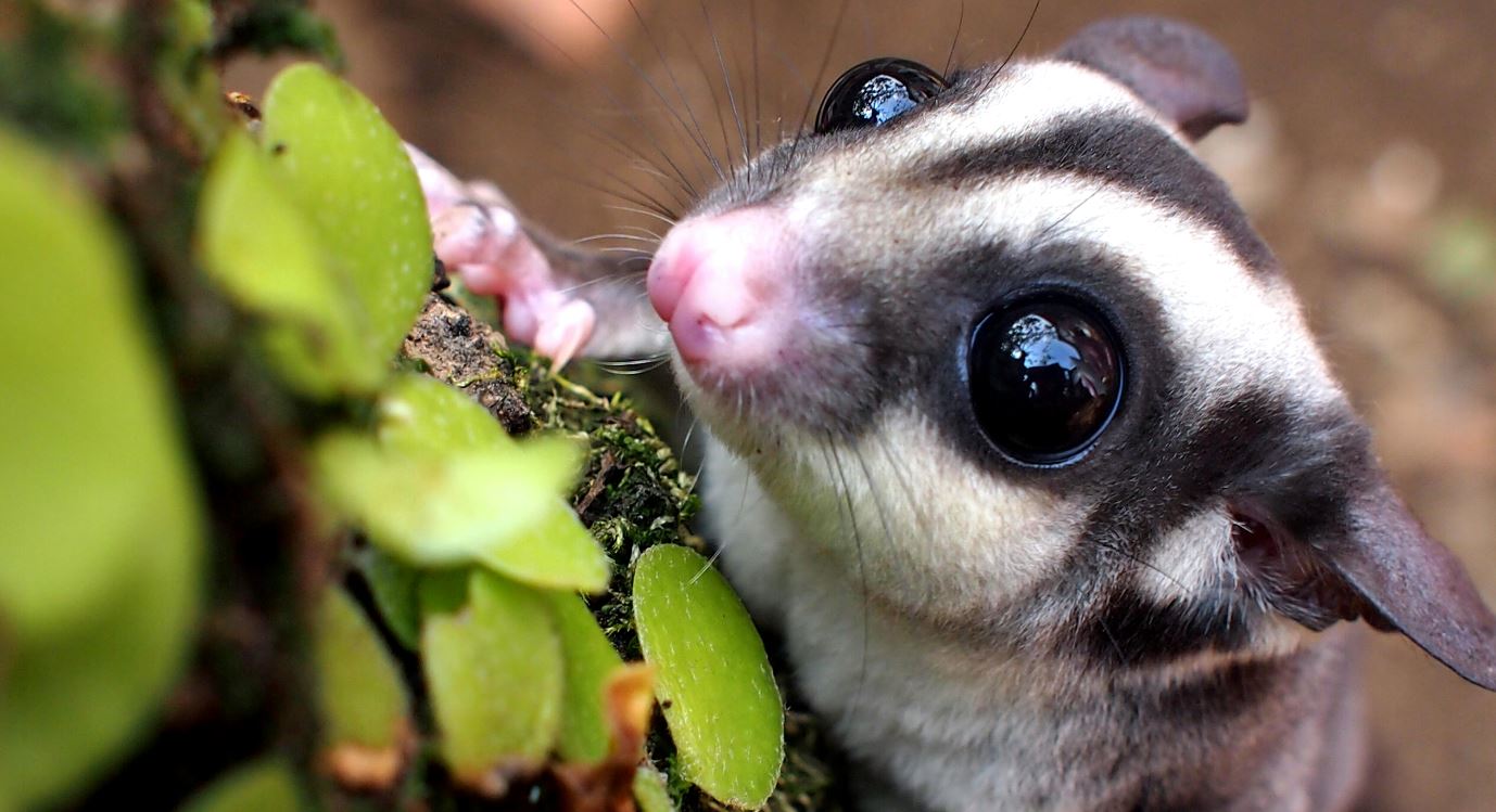 Hundreds of native fauna that call Northern Beaches home | Northern ...